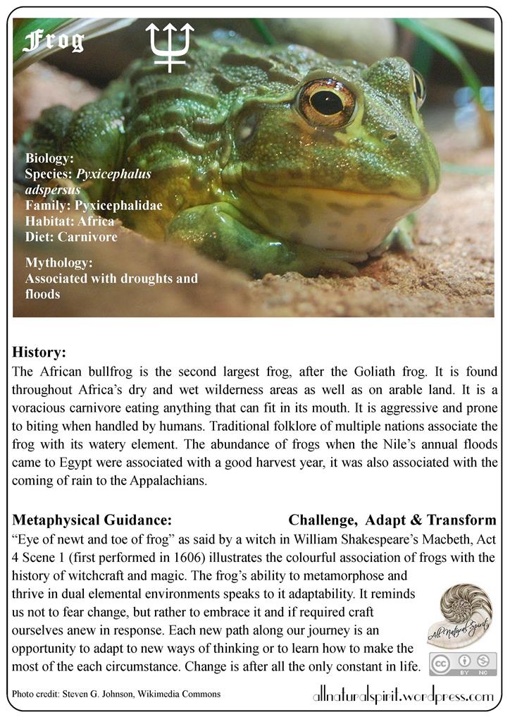 Spirit Animal Lore #3: Frog – Free Oracle Card – All Natural Spirit