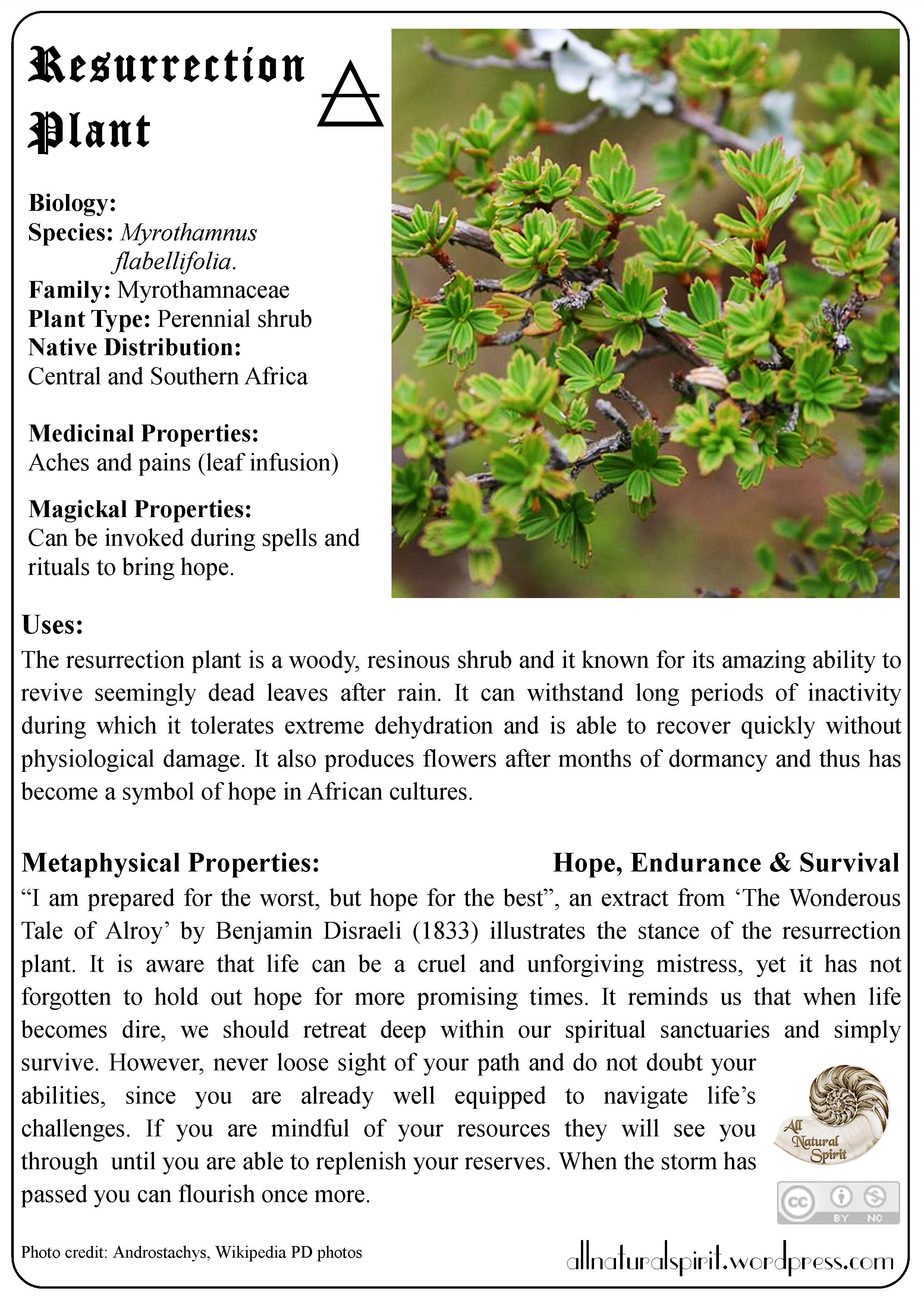 Herbal Lore #5: Resurrection Plant – Free Oracle Card – All Natural Spirit